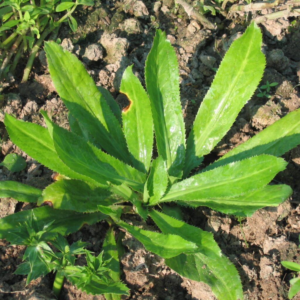 Thai Parsley Pak Chee Farang | Chiang Mai Thai Farm Cooking School