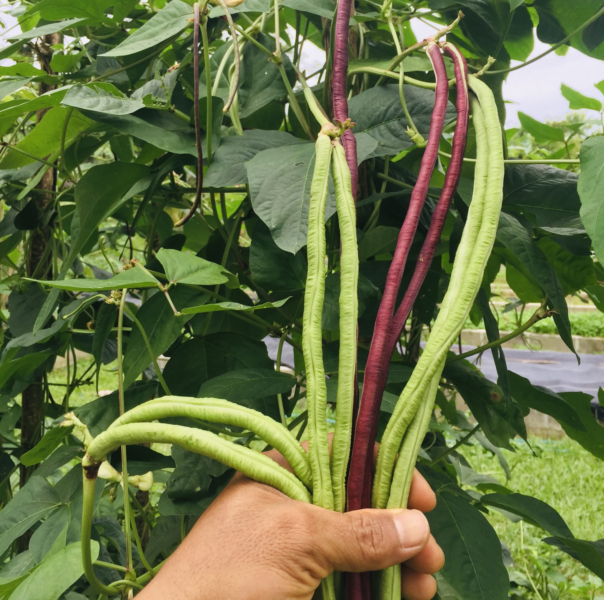 Long Beans Thua Fak Yao | Chiang Mai Thai Farm Cooking School